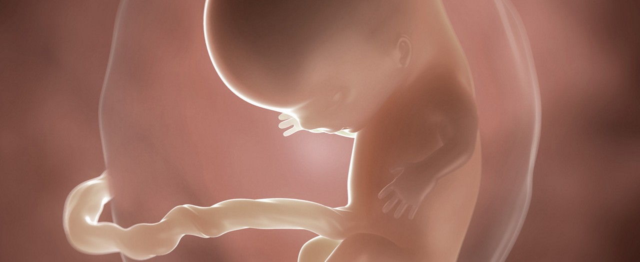 Calendrier grossesse: 10e semaine de grossesse SG│Aptaclub