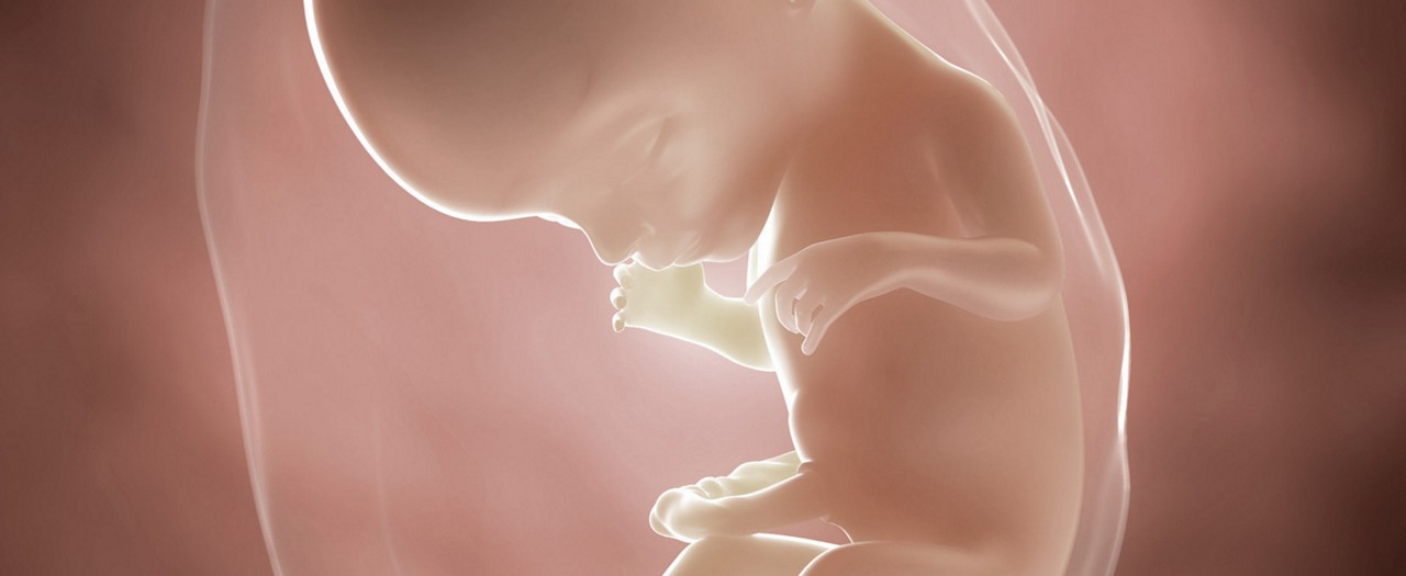 17 SSW: Schwangerschaftskalender│Aptaclub